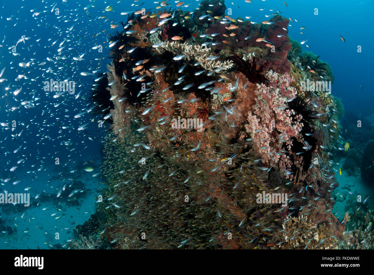 Golden sweepers (Parapriacanthus ransonneti) in the reef with colourful ...