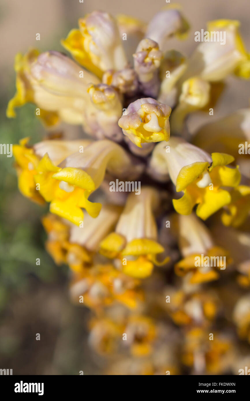 Parasitic Cistanche tubulosa or desert Hyacinth Stock Photo - Alamy