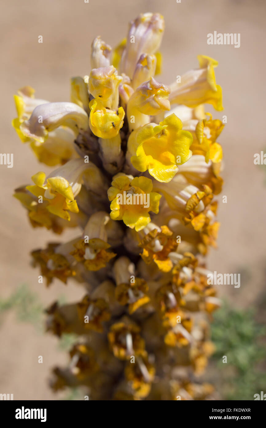 Parasitic Cistanche tubulosa or desert Hyacinth Stock Photo - Alamy