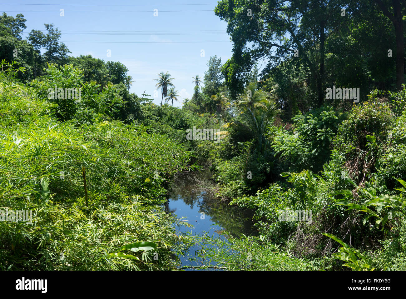 Ditch in the forest hi-res stock photography and images - Alamy