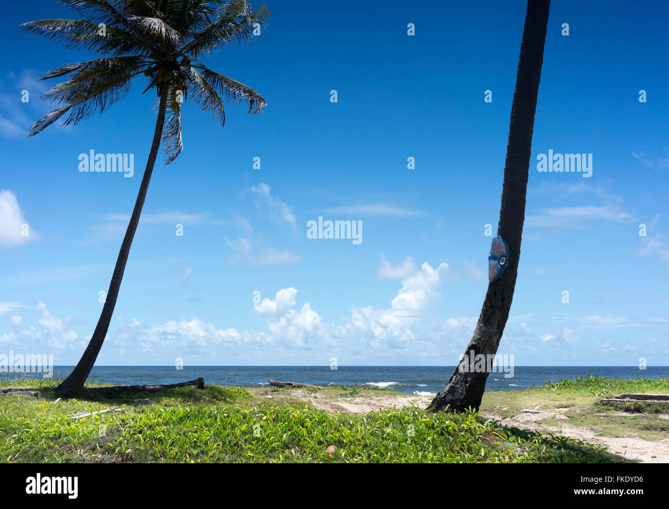 Scenic view of beach and Palm trees against cloudy sky, Trinidad ...