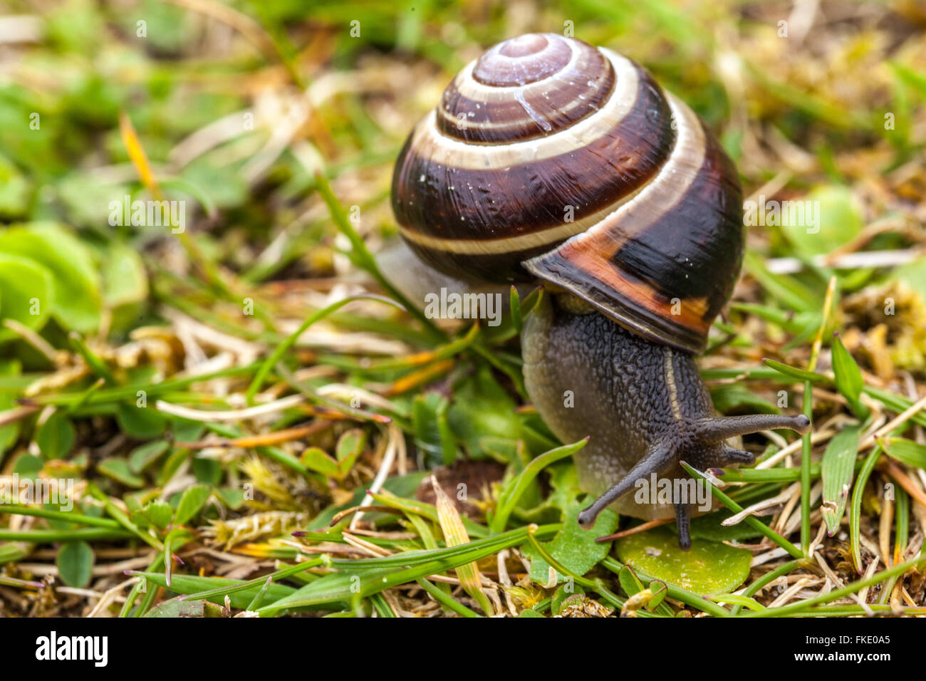 Snail eating grass hi-res stock photography and images - Alamy