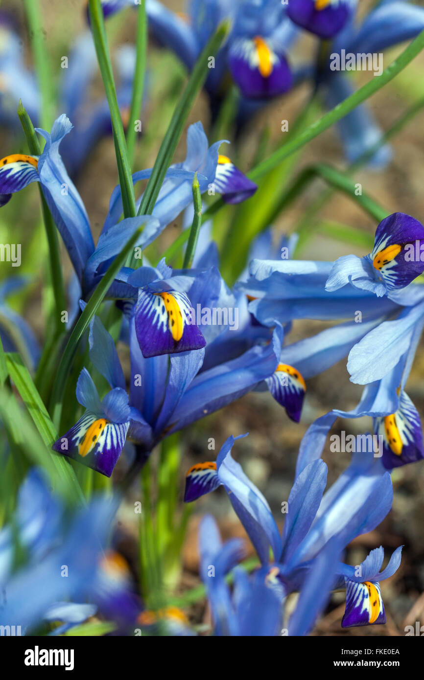 Iris reticulata "Gordon" Iris "Gordon Stock Photo - Alamy