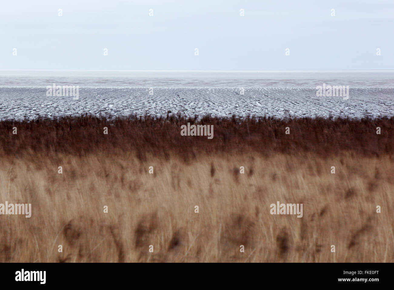 Reedbeds and mudflats at Steart Marshes. Somerset. UK Stock Photo - Alamy