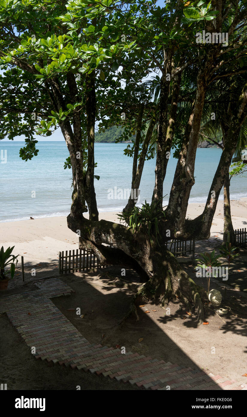Trees on the beach, Trinidad, Trinidad and Tobago Stock Photo - Alamy