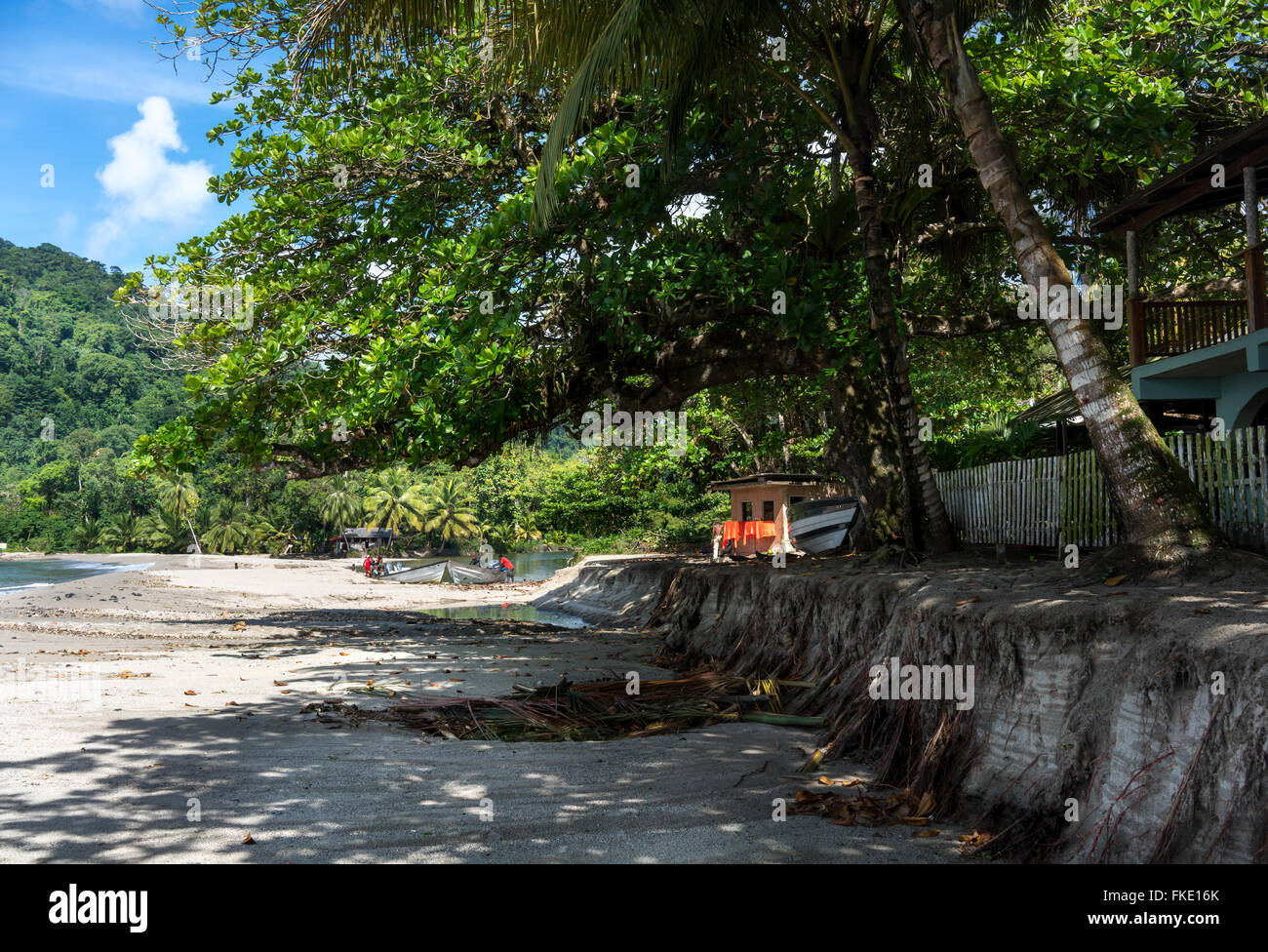 Trees on the beach, Trinidad, Trinidad and Tobago Stock Photo - Alamy
