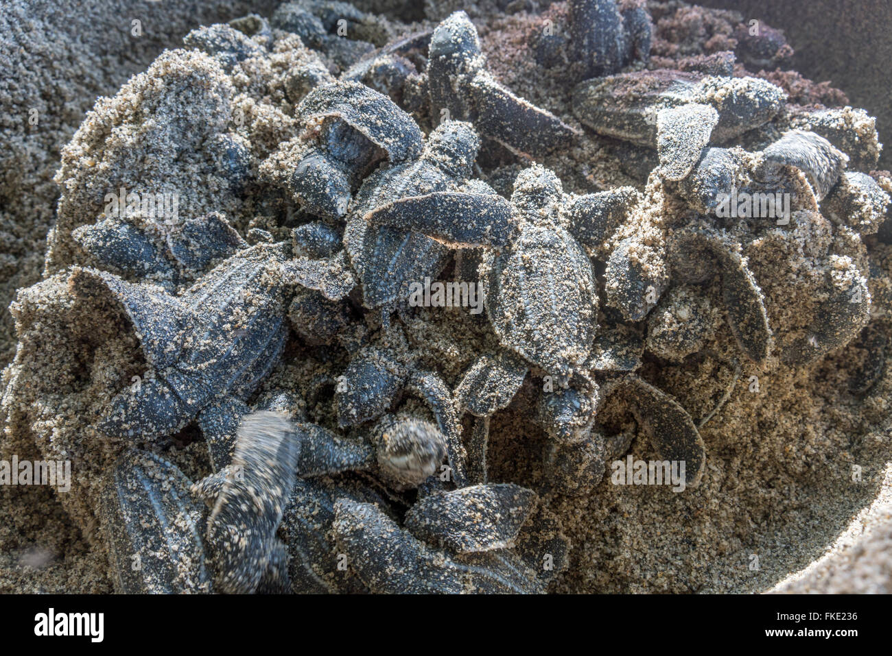 Sea turtle hatchlings from nest on sandy beach. Trinidad, Trinidad and ...