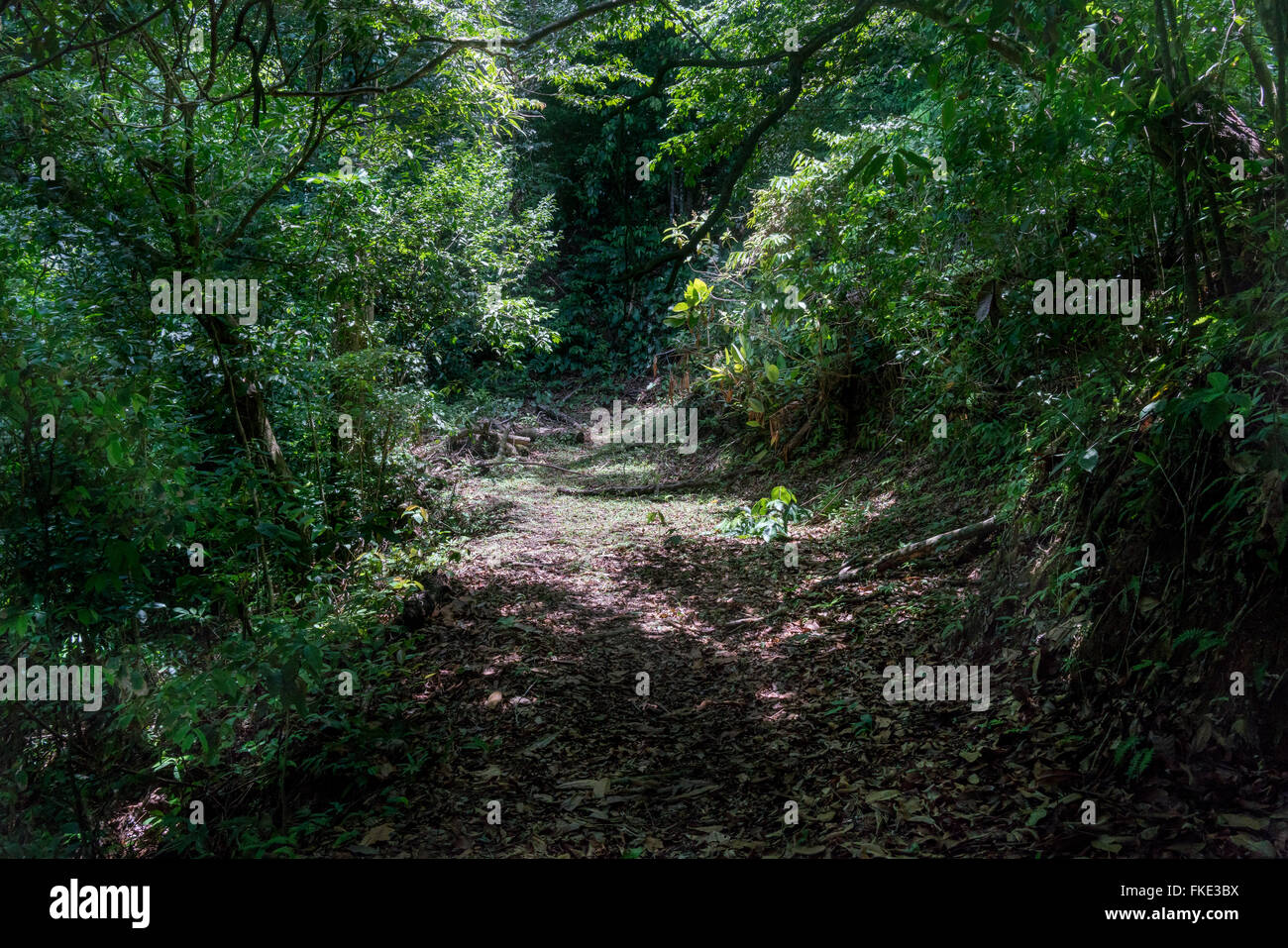 Dirt road passing through forest, Trinidad, Trinidad and Tobago Stock ...