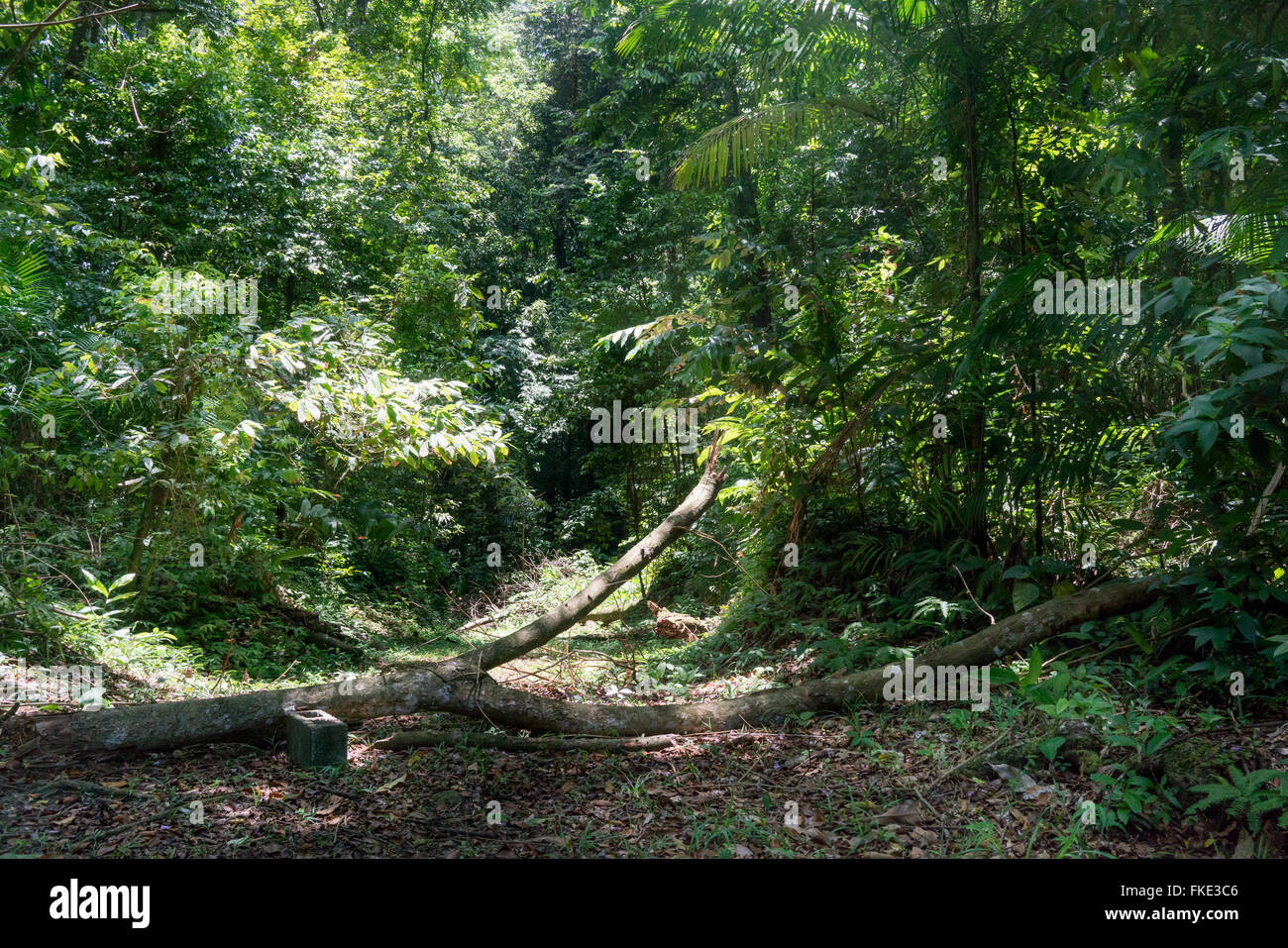View of fallen tree in forest, Trinidad, Trinidad and Tobago Stock ...
