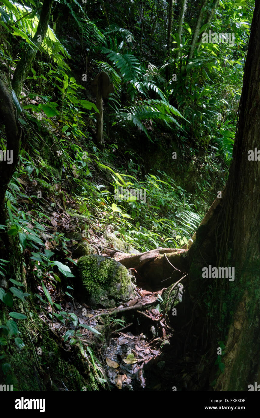 Trees plant trinidad tobago hi-res stock photography and images - Alamy