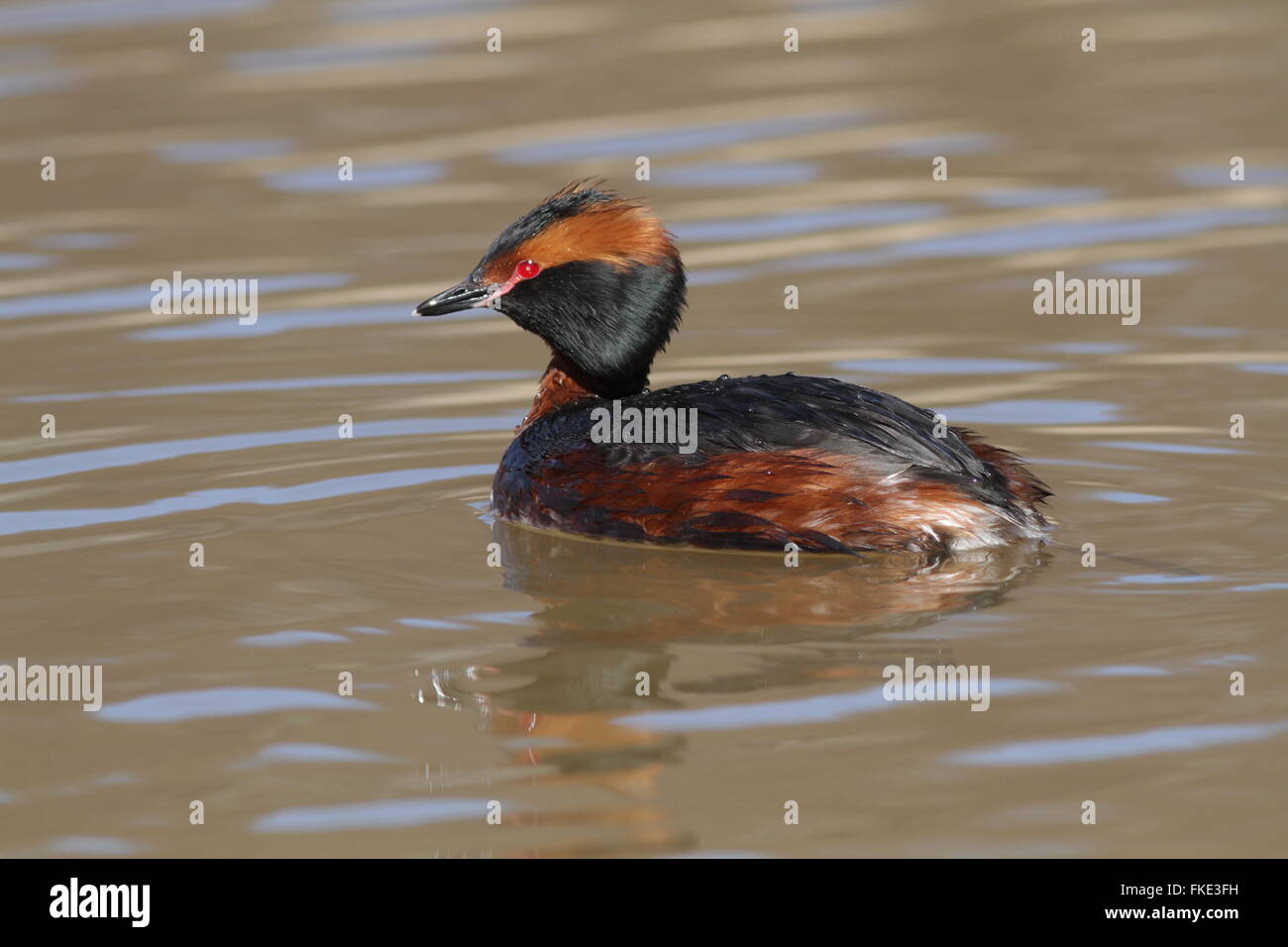 Horned grebe, Podiceps auritus, swimming, breeding plumage Stock Photo ...