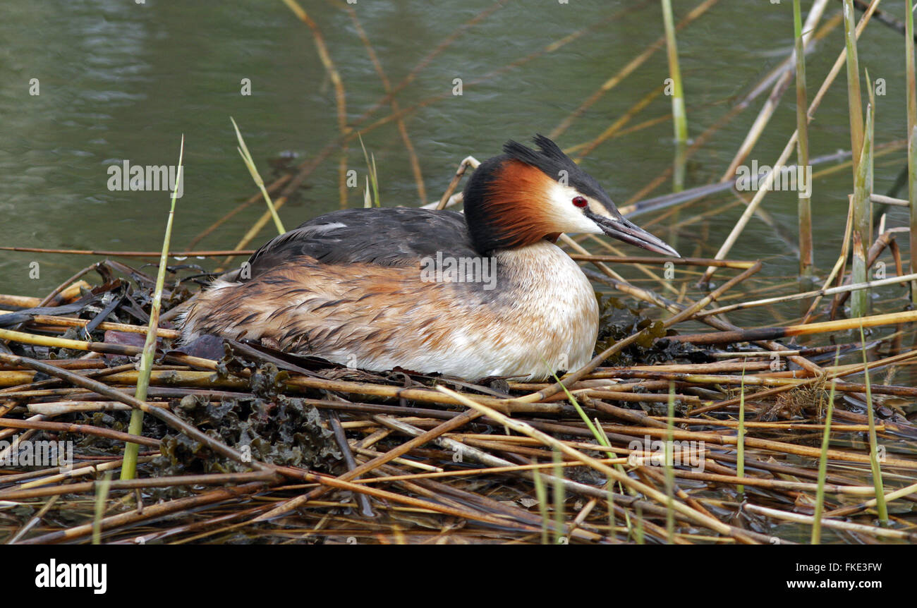 Great crested grebe sitting on eggs in nest Stock Photo - Alamy