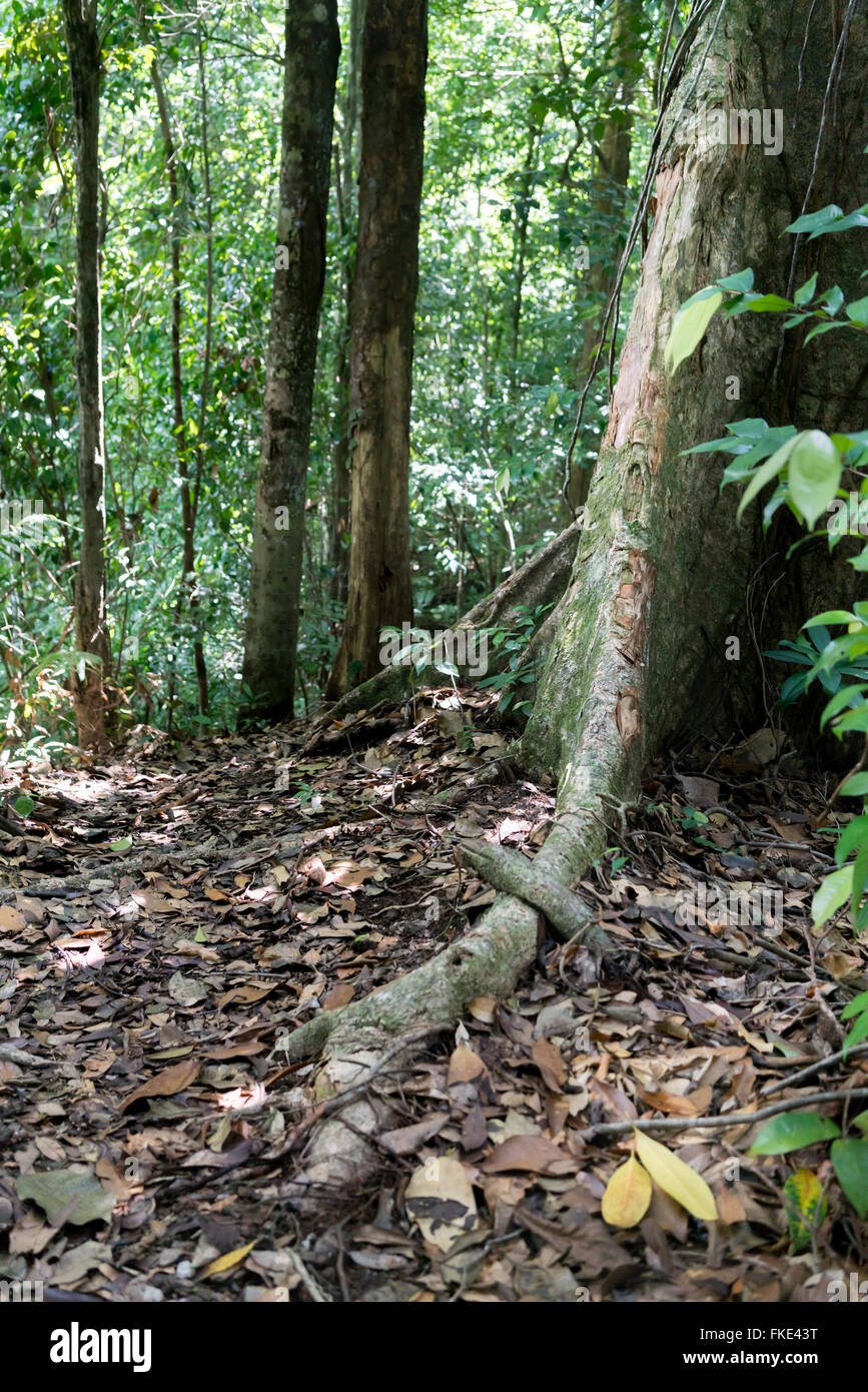 View of tree trunks in forest, Trinidad, Trinidad and Tobago Stock ...