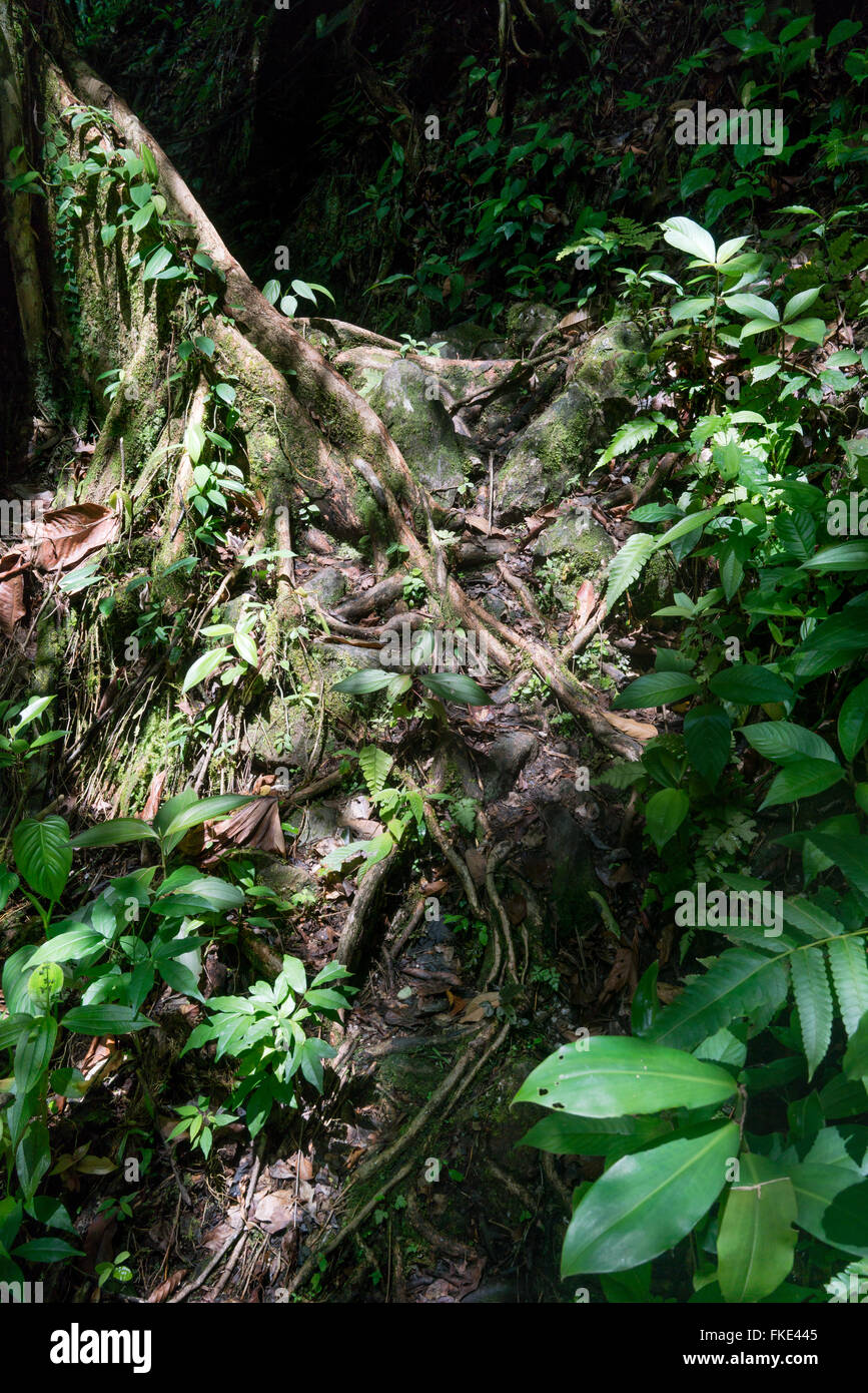 Roots of tree in forest, Trinidad, Trinidad and Tobago Stock Photo - Alamy