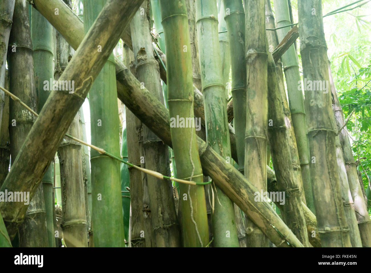 Close-up of bamboo tree trunks in forest, Trinidad, Trinidad and Tobago ...