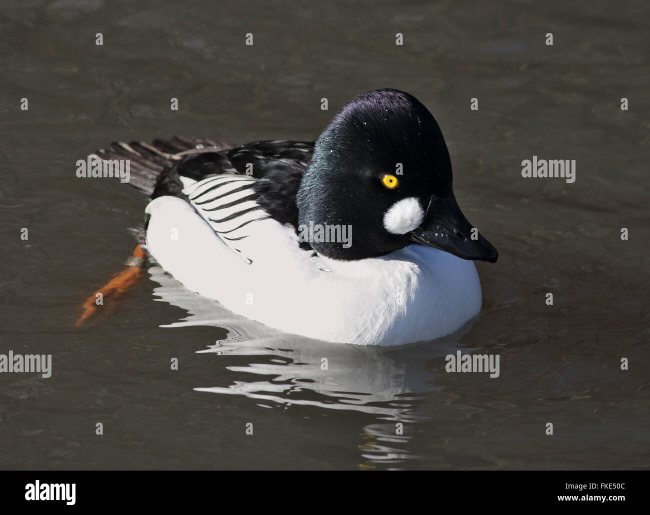 Goldeneye ducks hi-res stock photography and images - Alamy