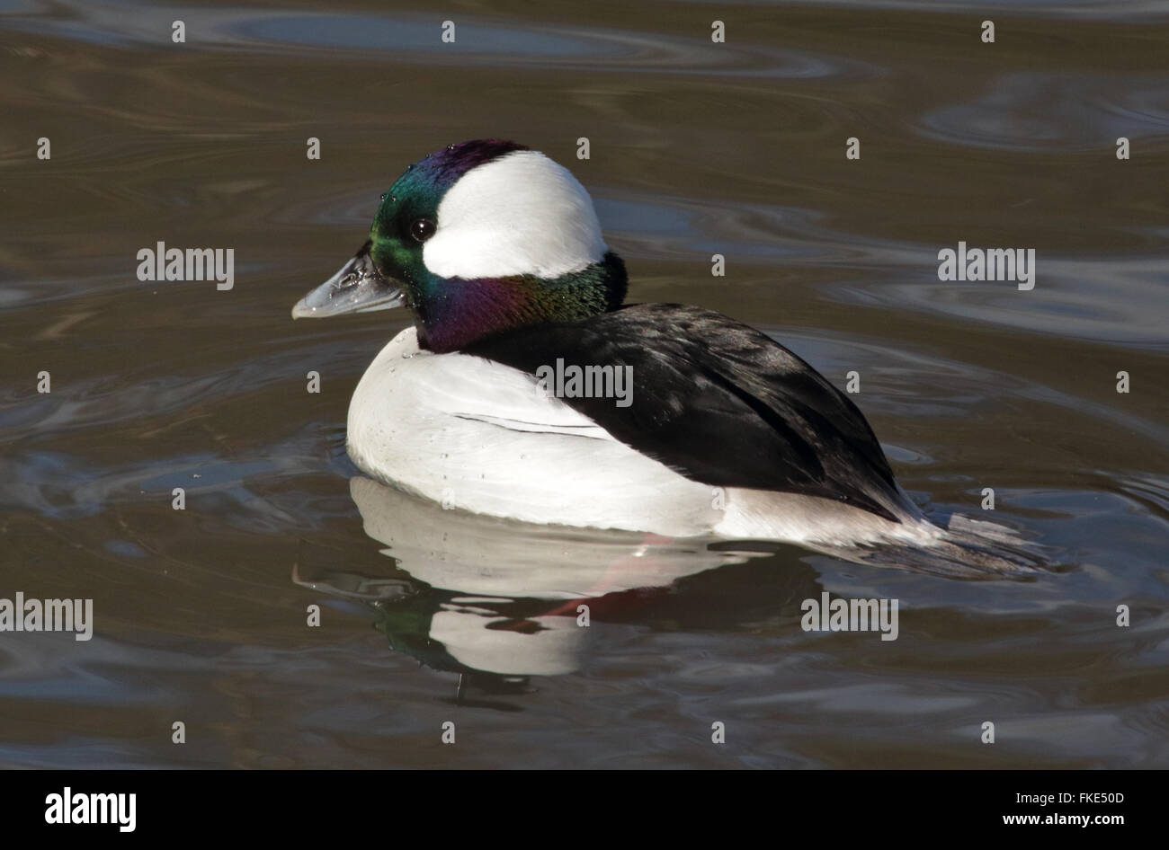 Bufflehead Duck (bucephala albeola Stock Photo - Alamy