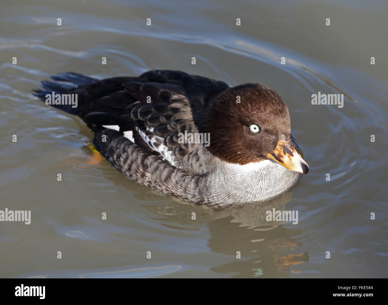 Barrow's Goldeneye (bucephala islandica) female Stock Photo - Alamy