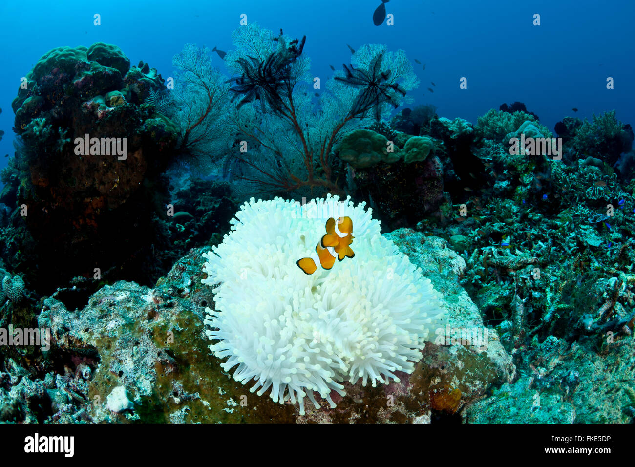 Bleaching anemone with a true clownfish (Amphiprion percula). It may ...