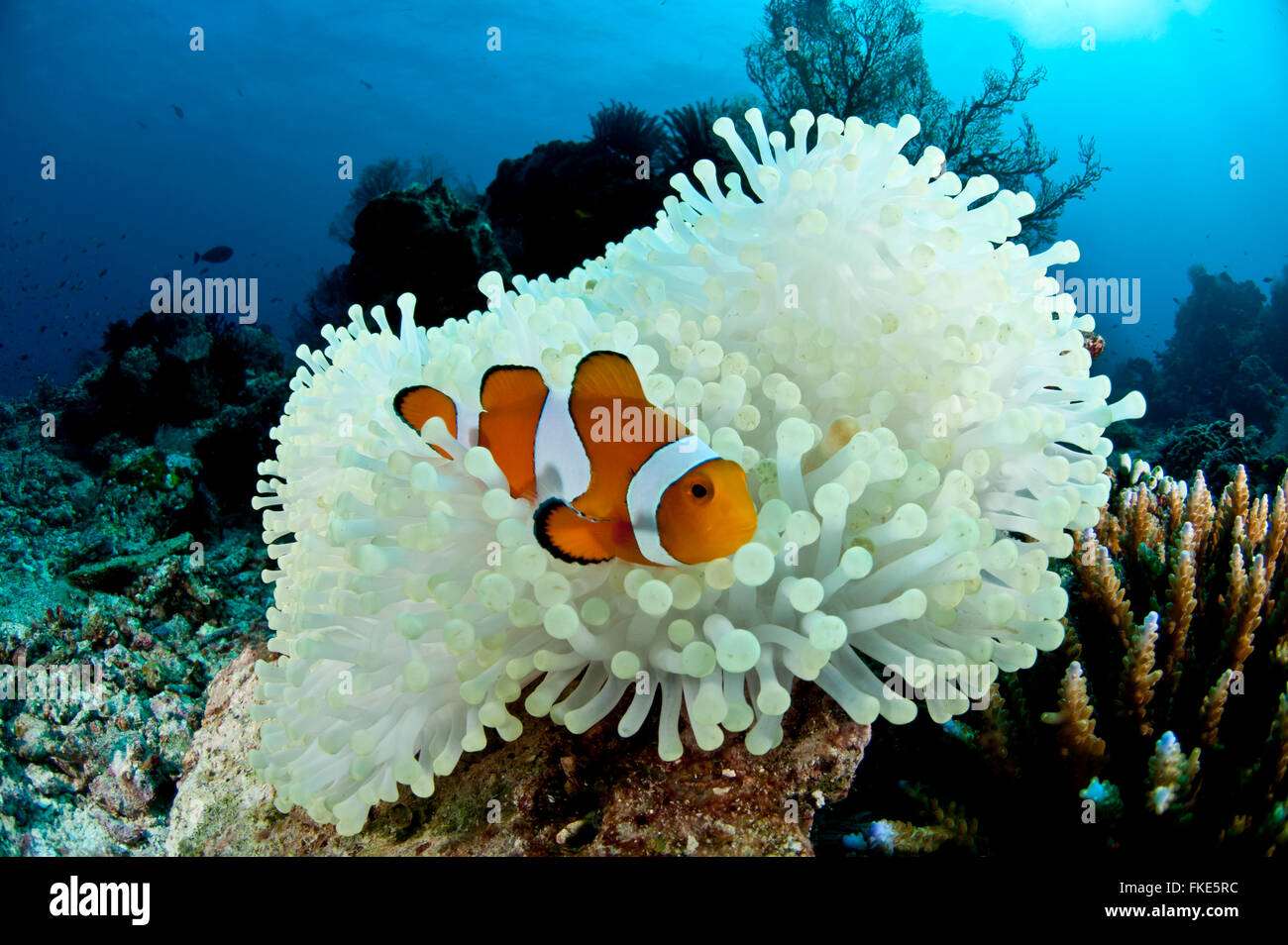 Bleaching anemone with a true clownfish (Amphiprion percula). It may ...