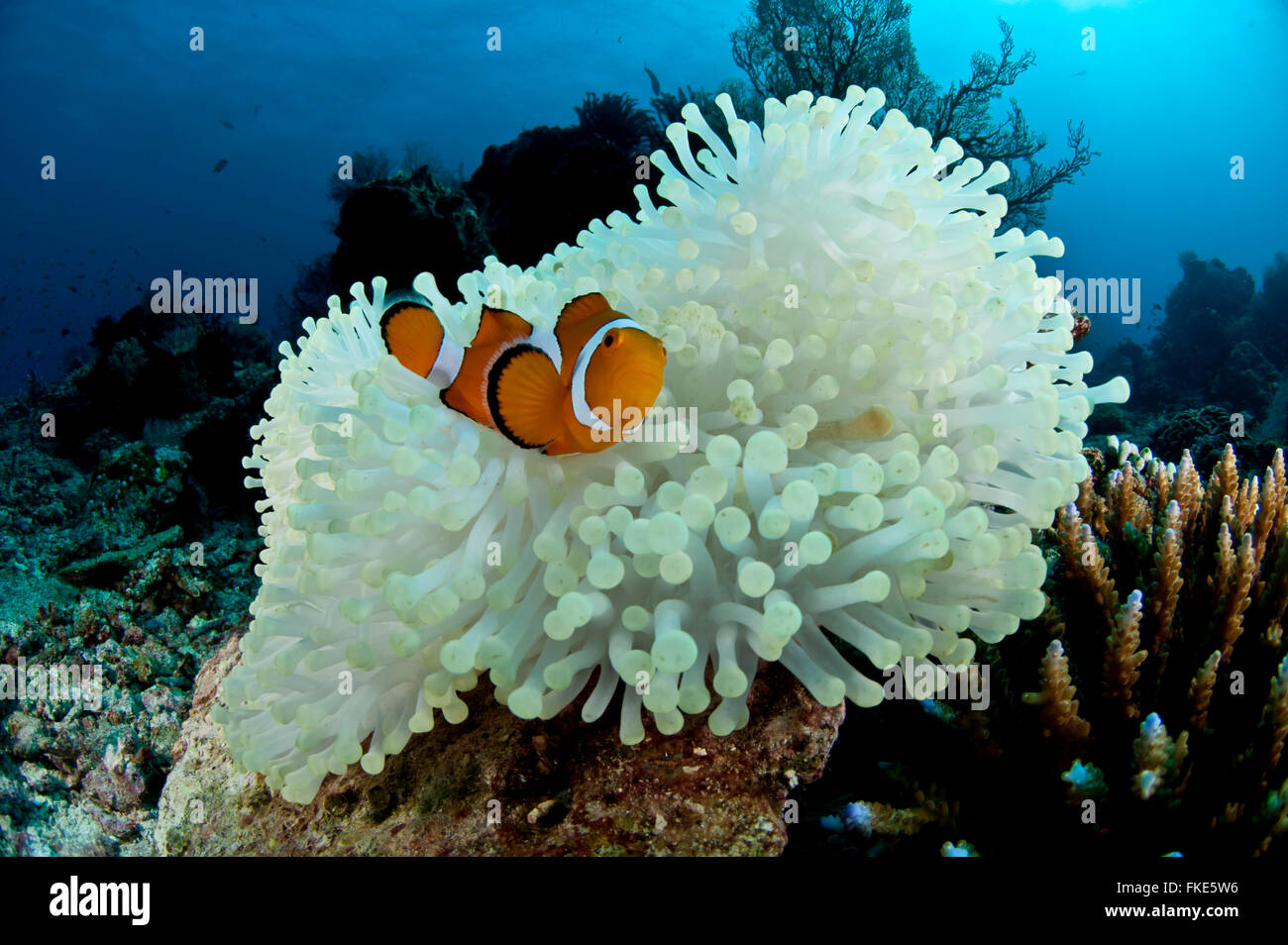 Bleaching anemone with a true clownfish (Amphiprion percula). It may ...