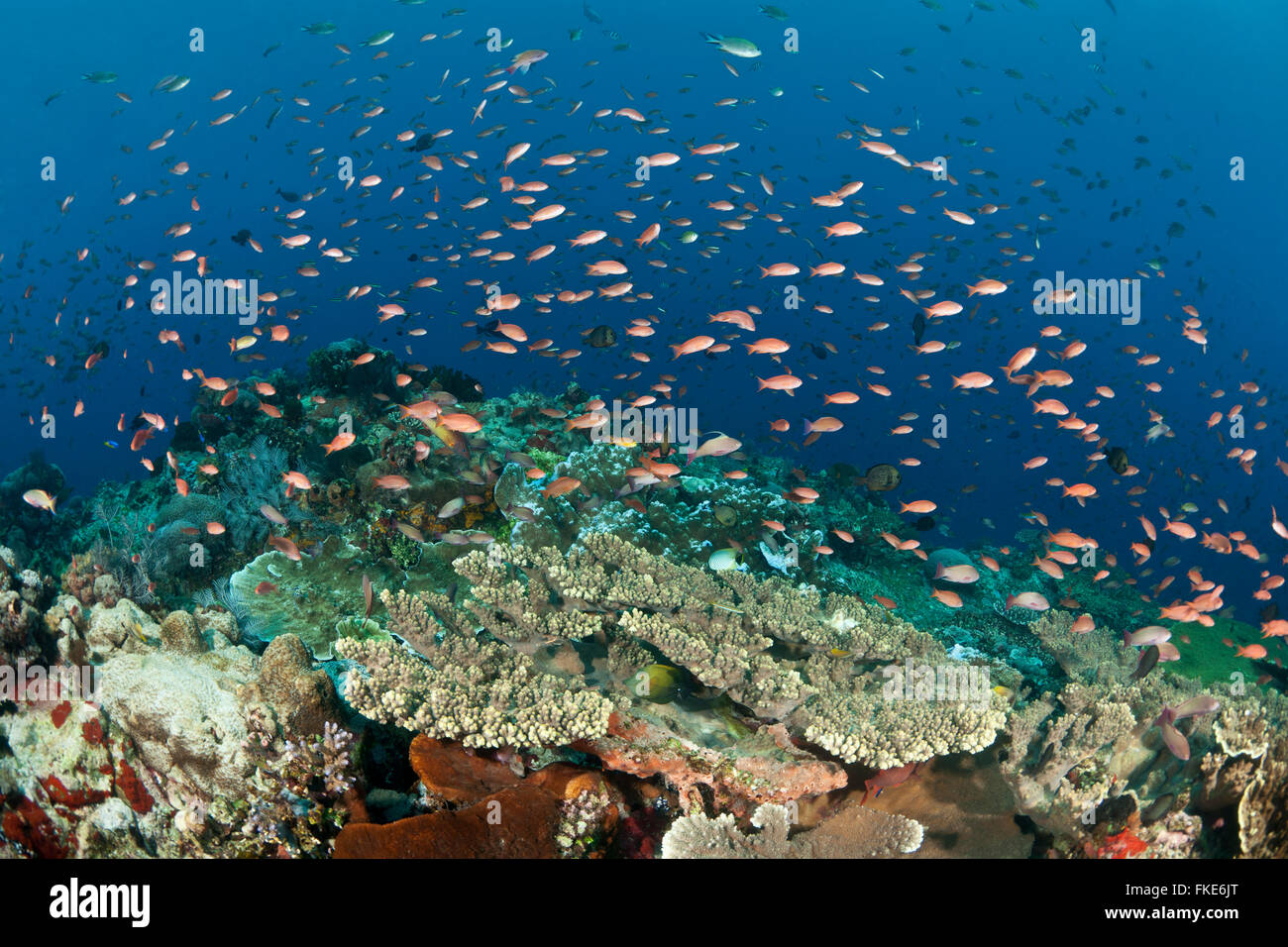 Fairy basslets or anthias in the coral reef Stock Photo - Alamy