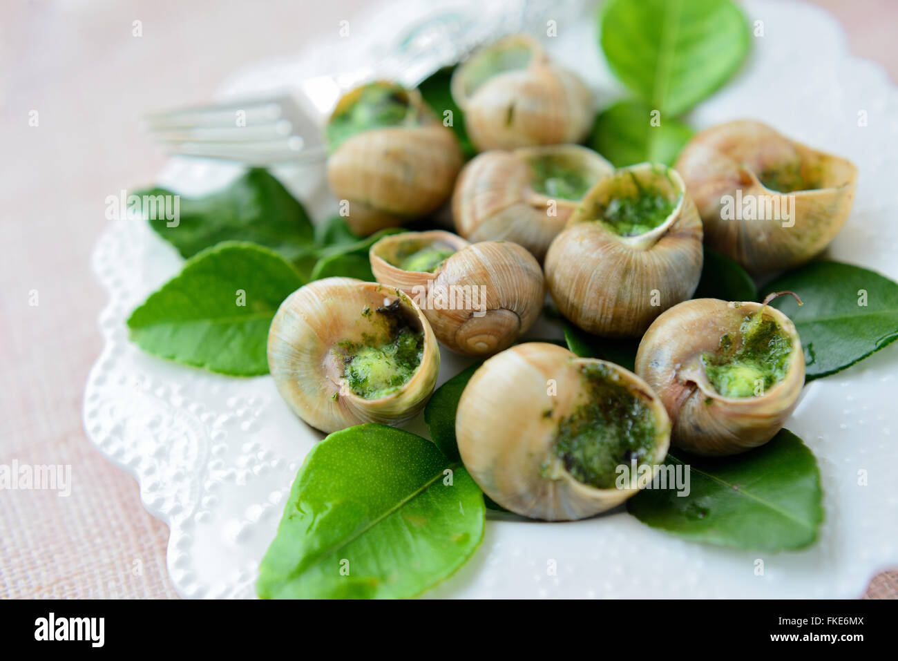 Lime snail shell hi-res stock photography and images - Alamy