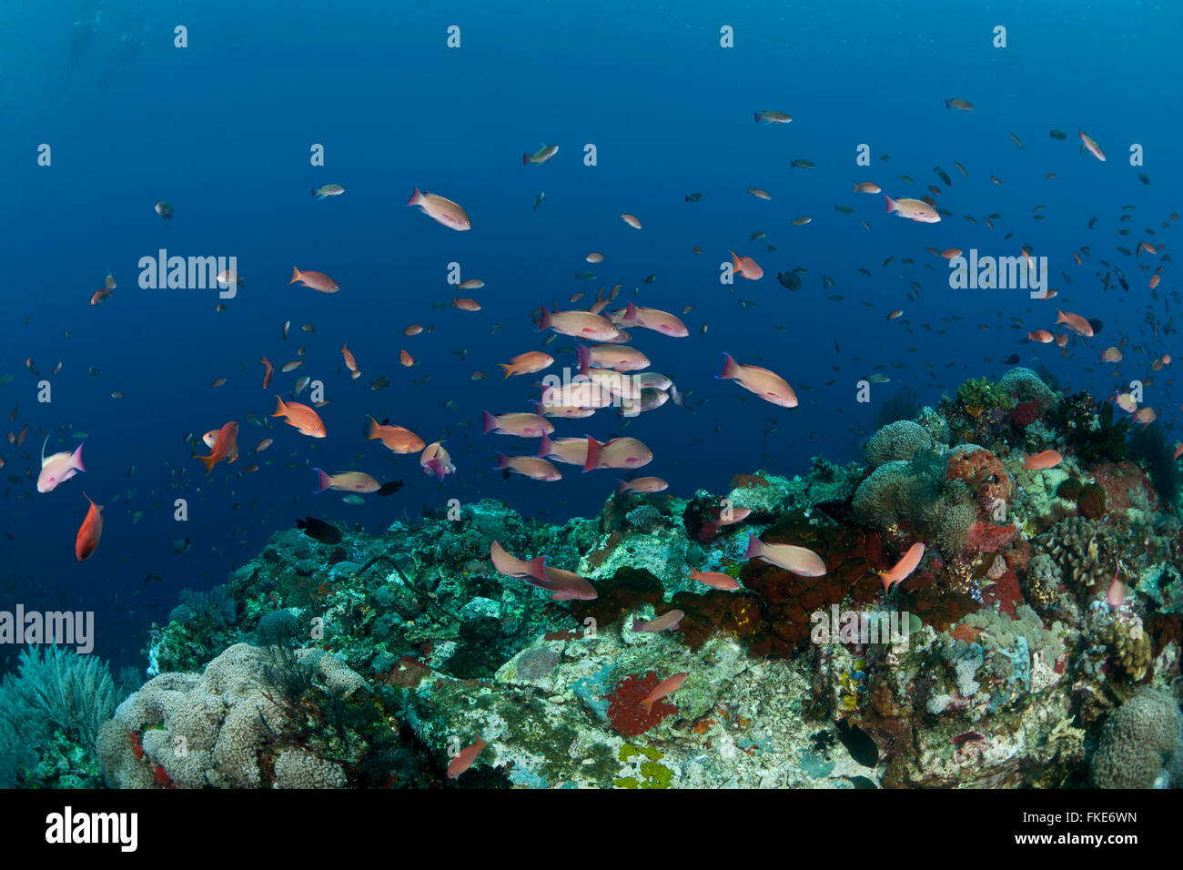 Fairy basslets or anthias in the coral reef Stock Photo - Alamy
