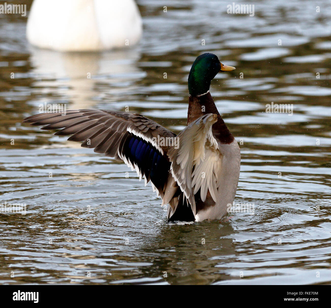 Beautiful wings hi-res stock photography and images - Alamy