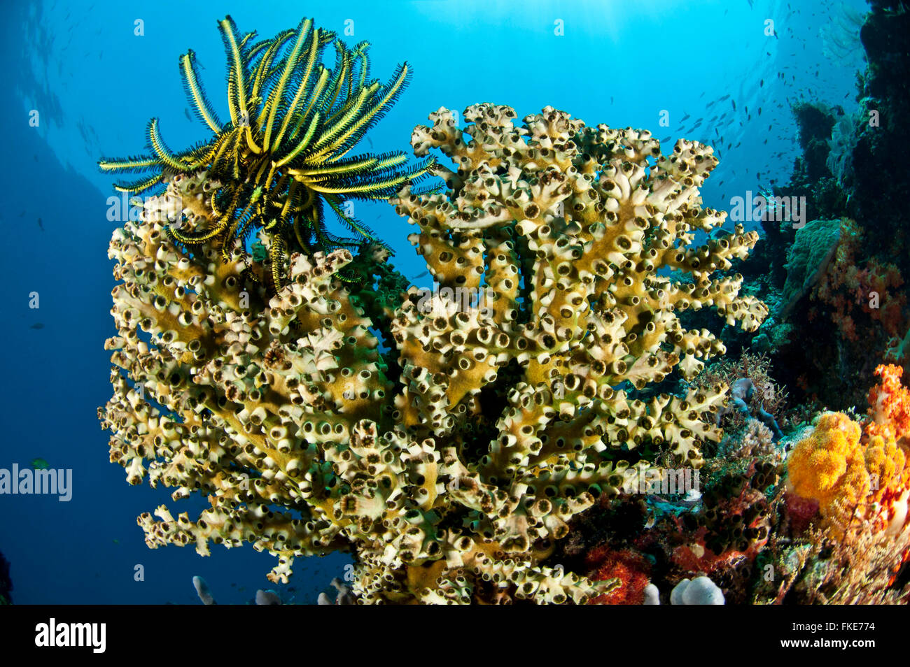 Tubastrea coral hi-res stock photography and images - Alamy