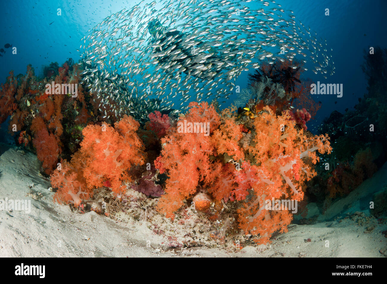 Diver in a school of glassy sweepers in gorgonian fans and soft corals ...