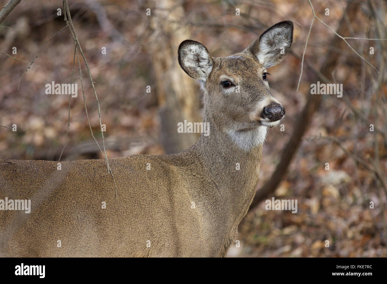 Slanting image hi-res stock photography and images - Alamy