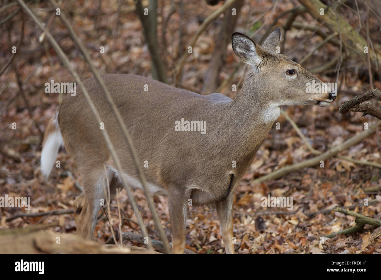 Photo of a cute sad deer in the forest Stock Photo - Alamy