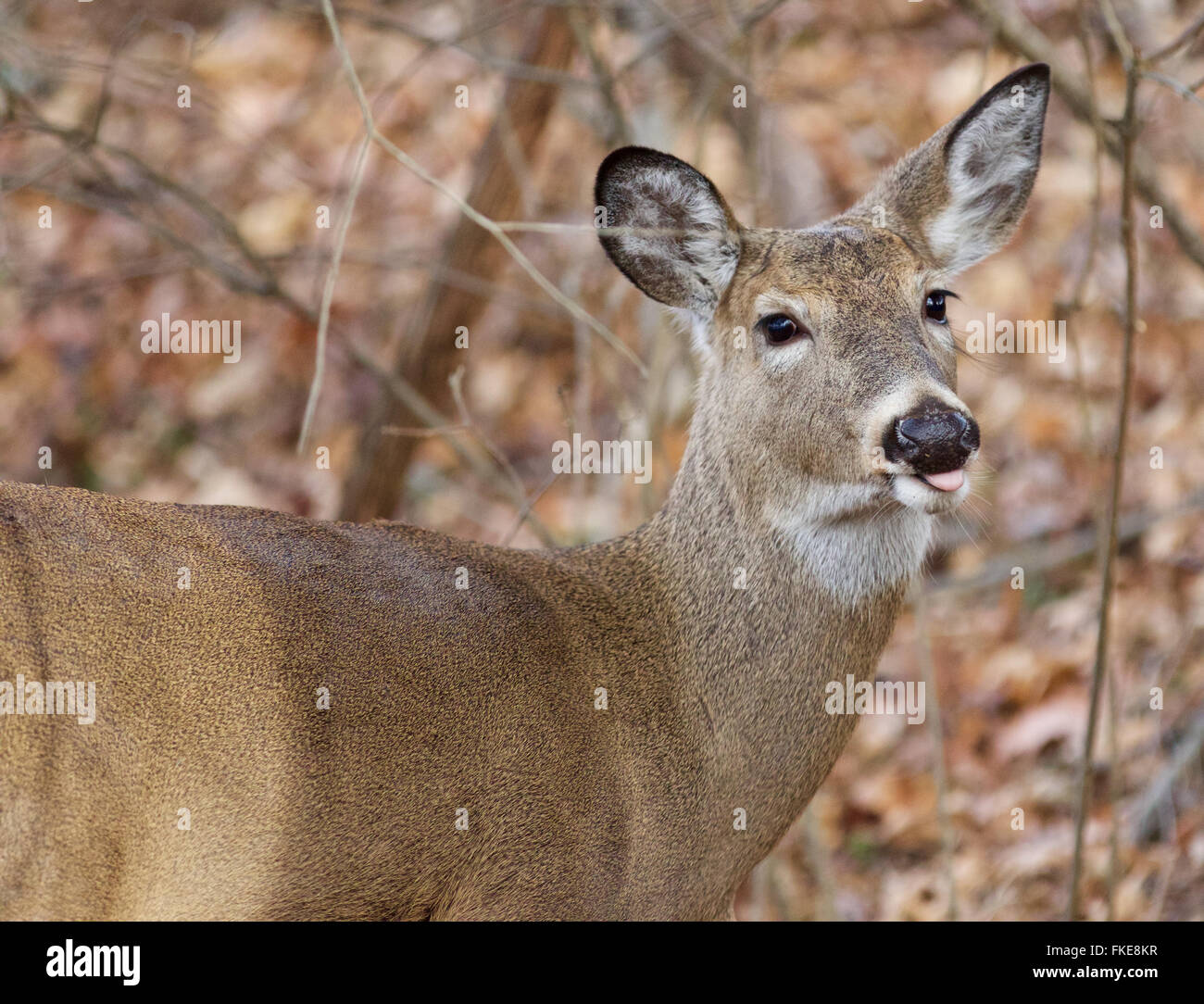 Funny cute deer is showing her tongue while looking to camera Stock ...