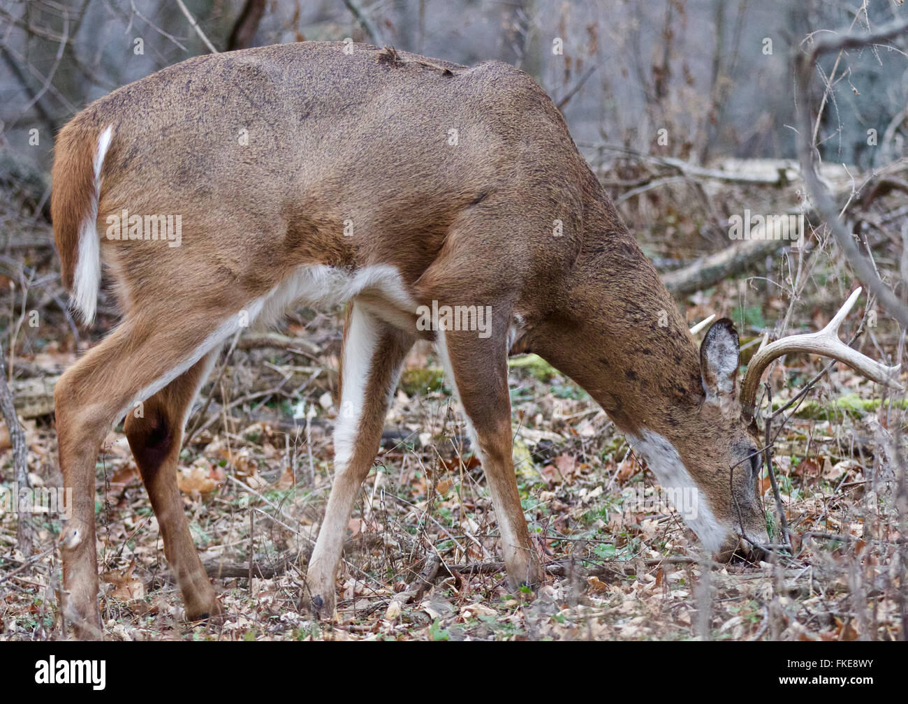 Beautiful strong male deer with horns in the forest Stock Photo - Alamy