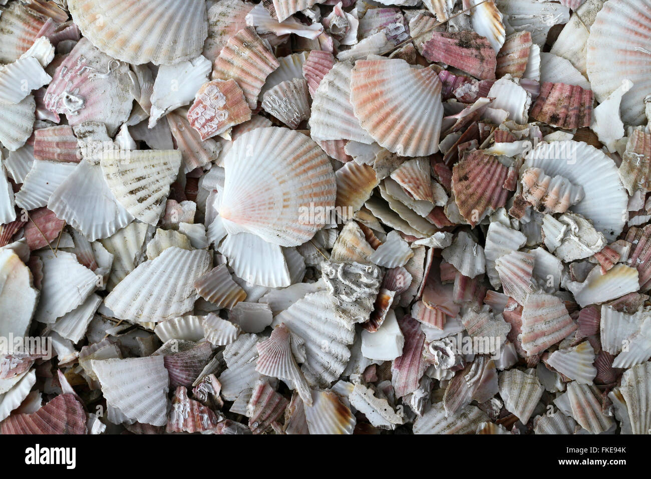 Scallops mollusc hi-res stock photography and images - Alamy