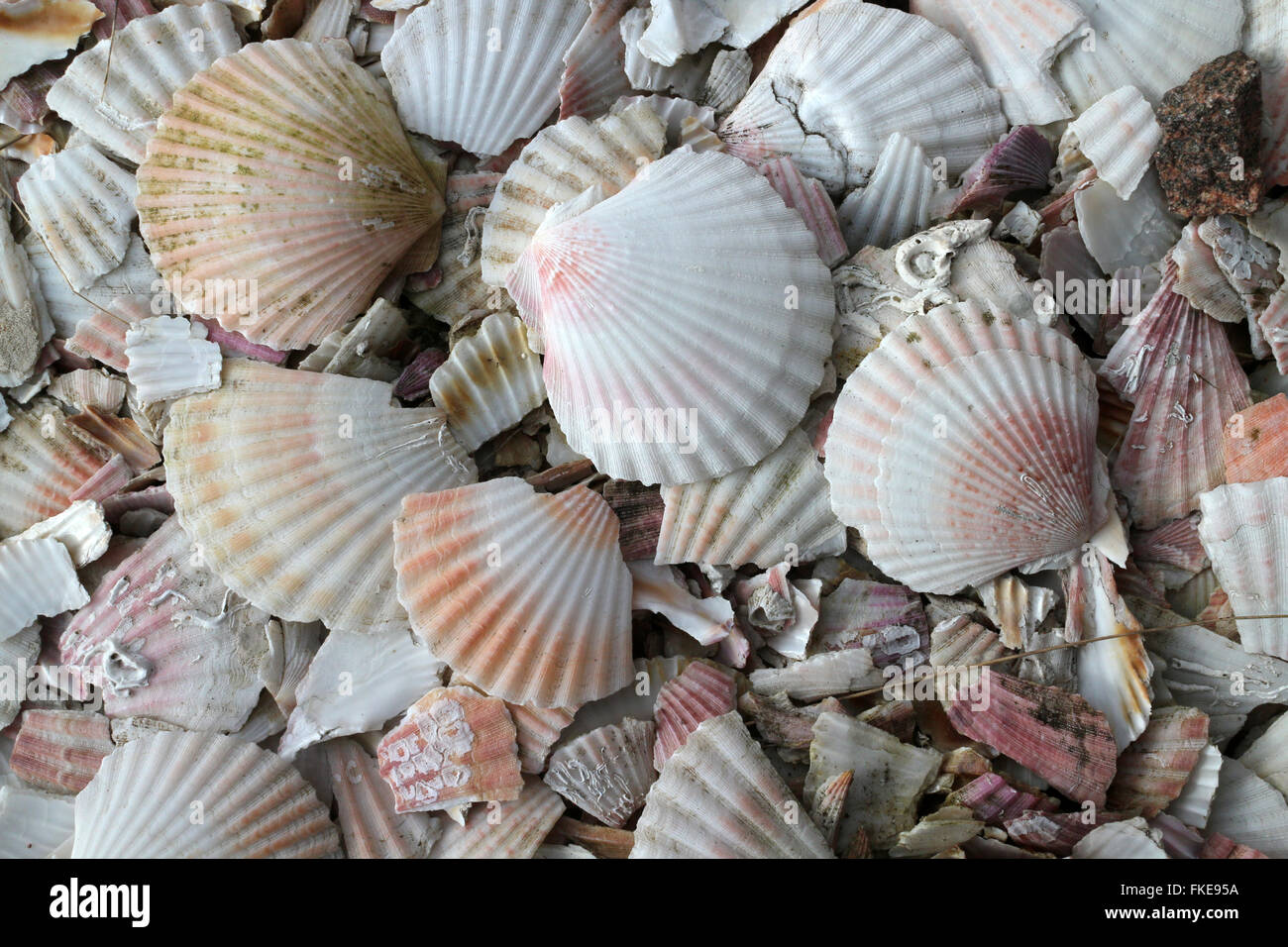 Scallops dried shells used as pavement material on footpath Stock Photo ...