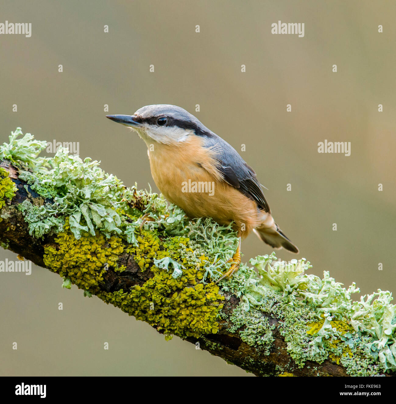 Nuthatch hi-res stock photography and images - Alamy