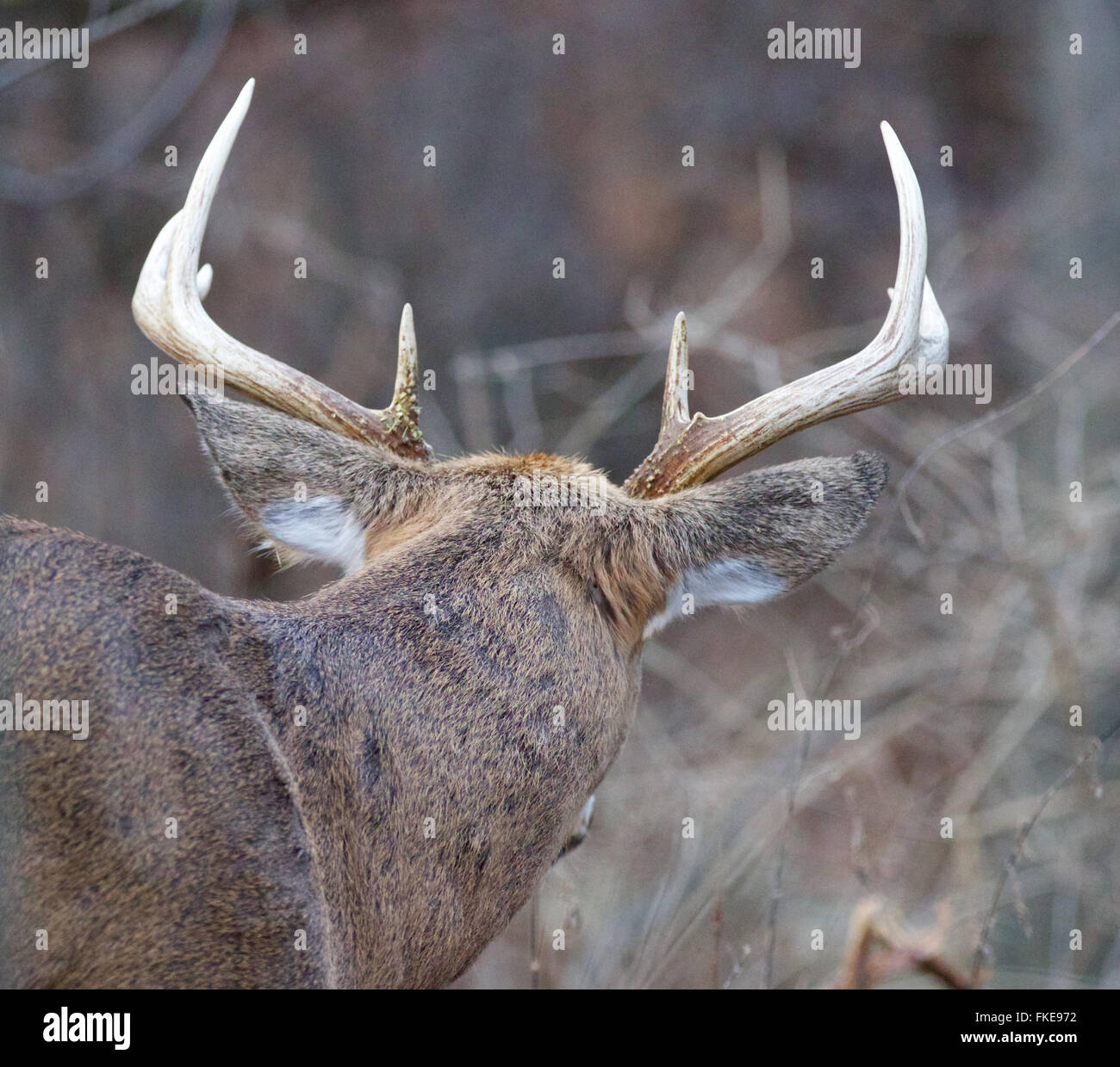 Photo of the beautiful male deer with the horns from the back Stock ...
