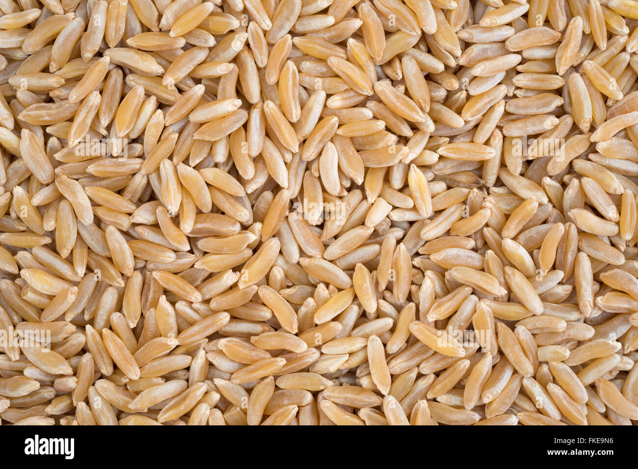 A close view of kamut Khorasan wheat Stock Photo - Alamy