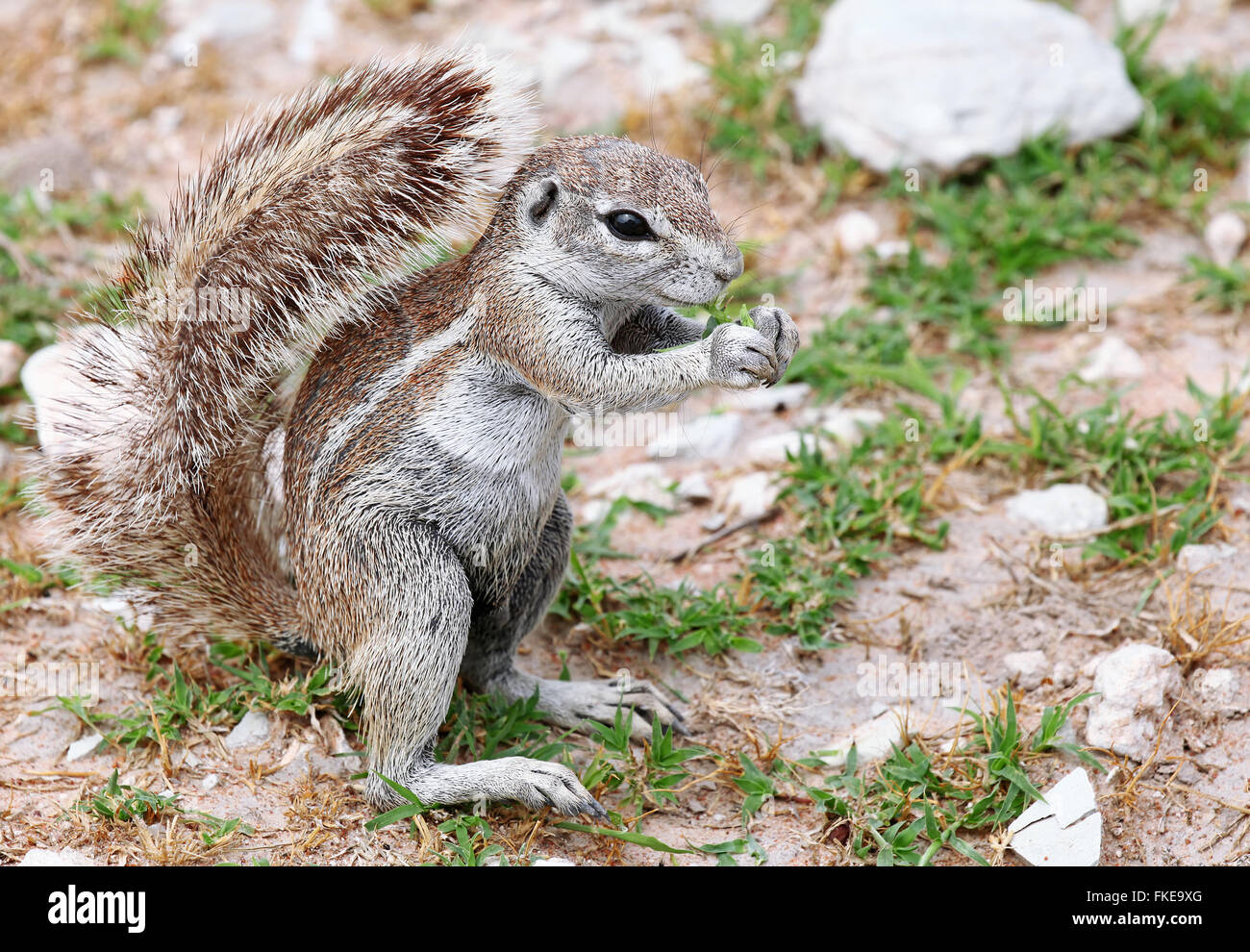 Namibia, Xerus, african ground squirrel, wildlife Stock Photo - Alamy