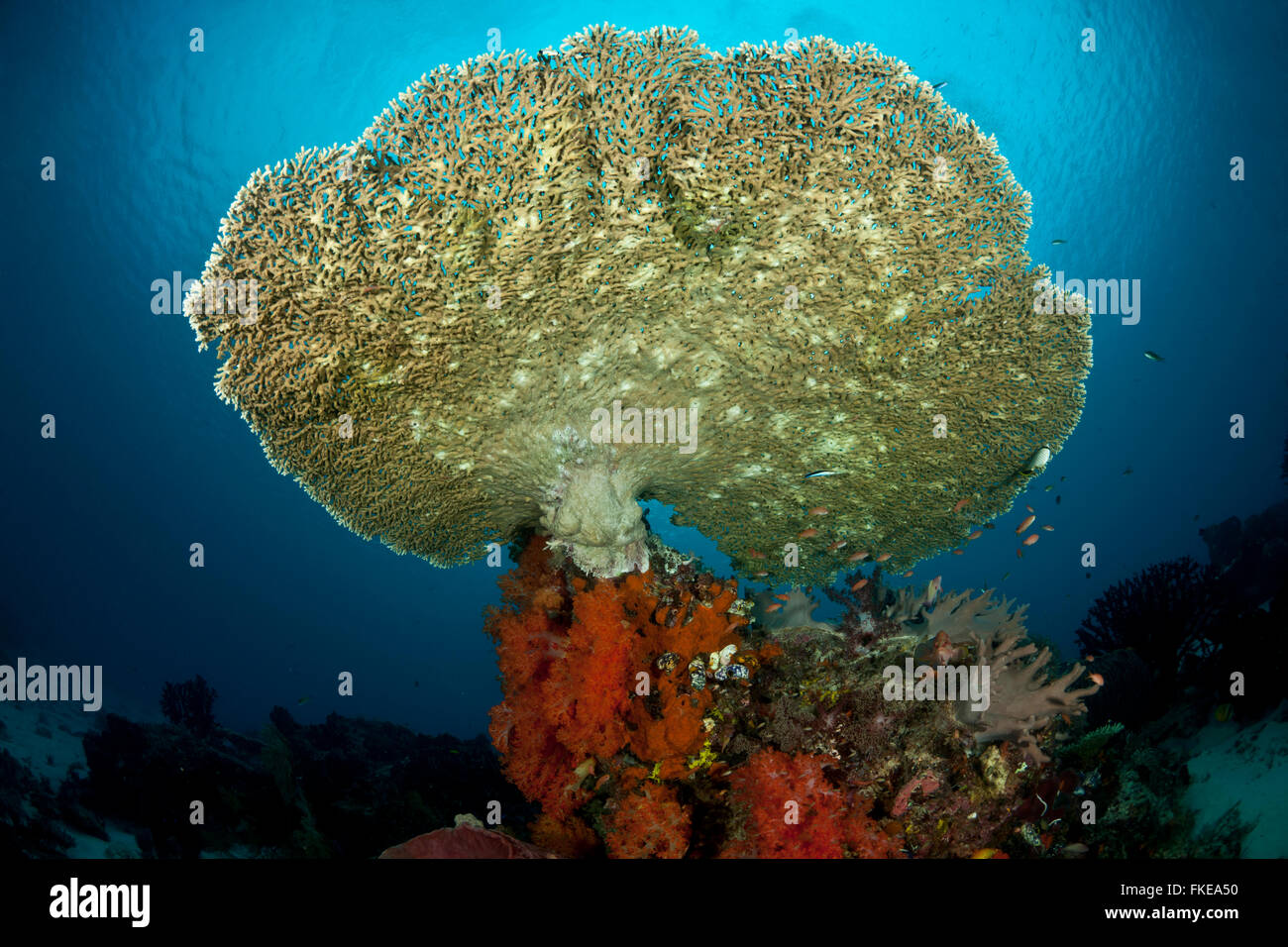 Plate coral (Acropora sp.) growing in the reef Stock Photo - Alamy