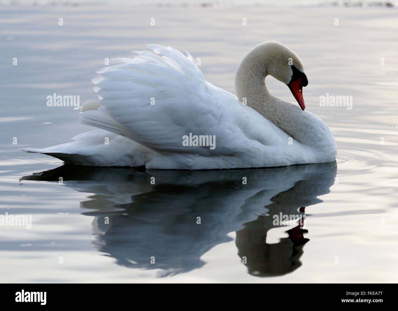 Beautiful bird picture hi-res stock photography and images - Alamy