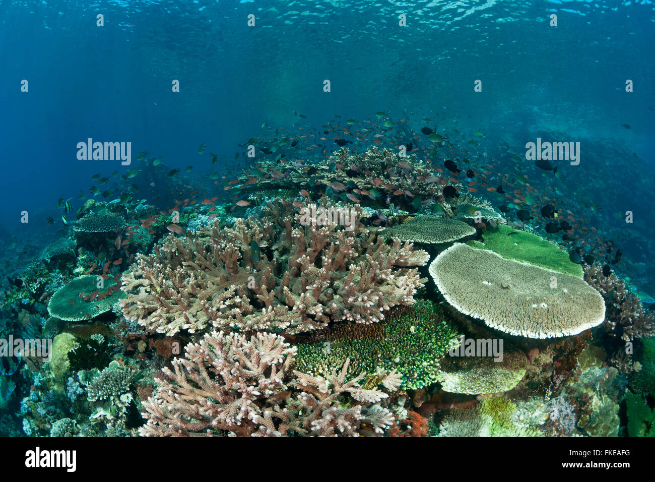 Incredibly healthy coral reef with tiers of plate corals and full of ...