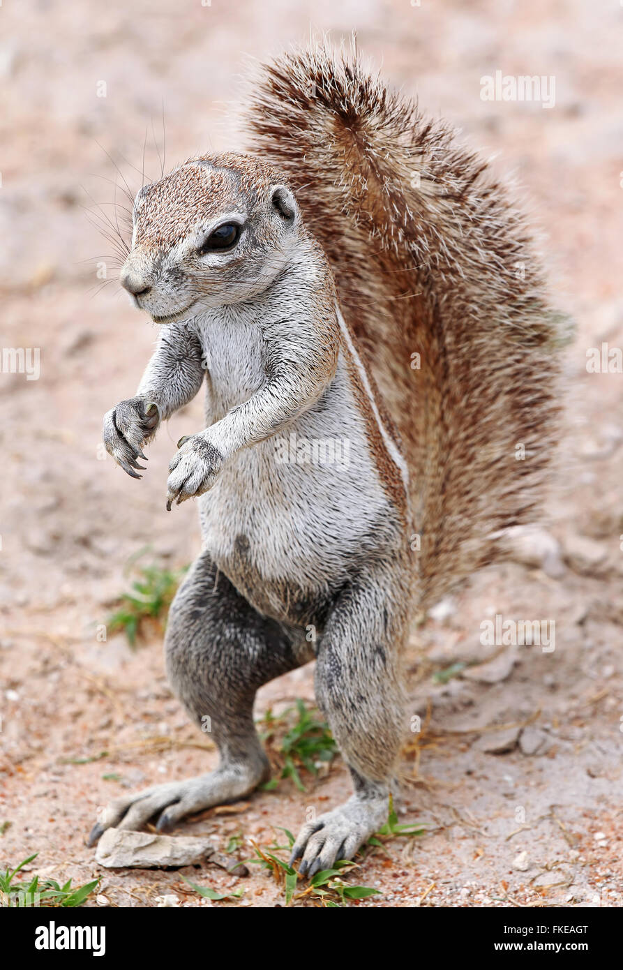 Namibia, Xerus, african ground squirrel, wildlife Stock Photo - Alamy