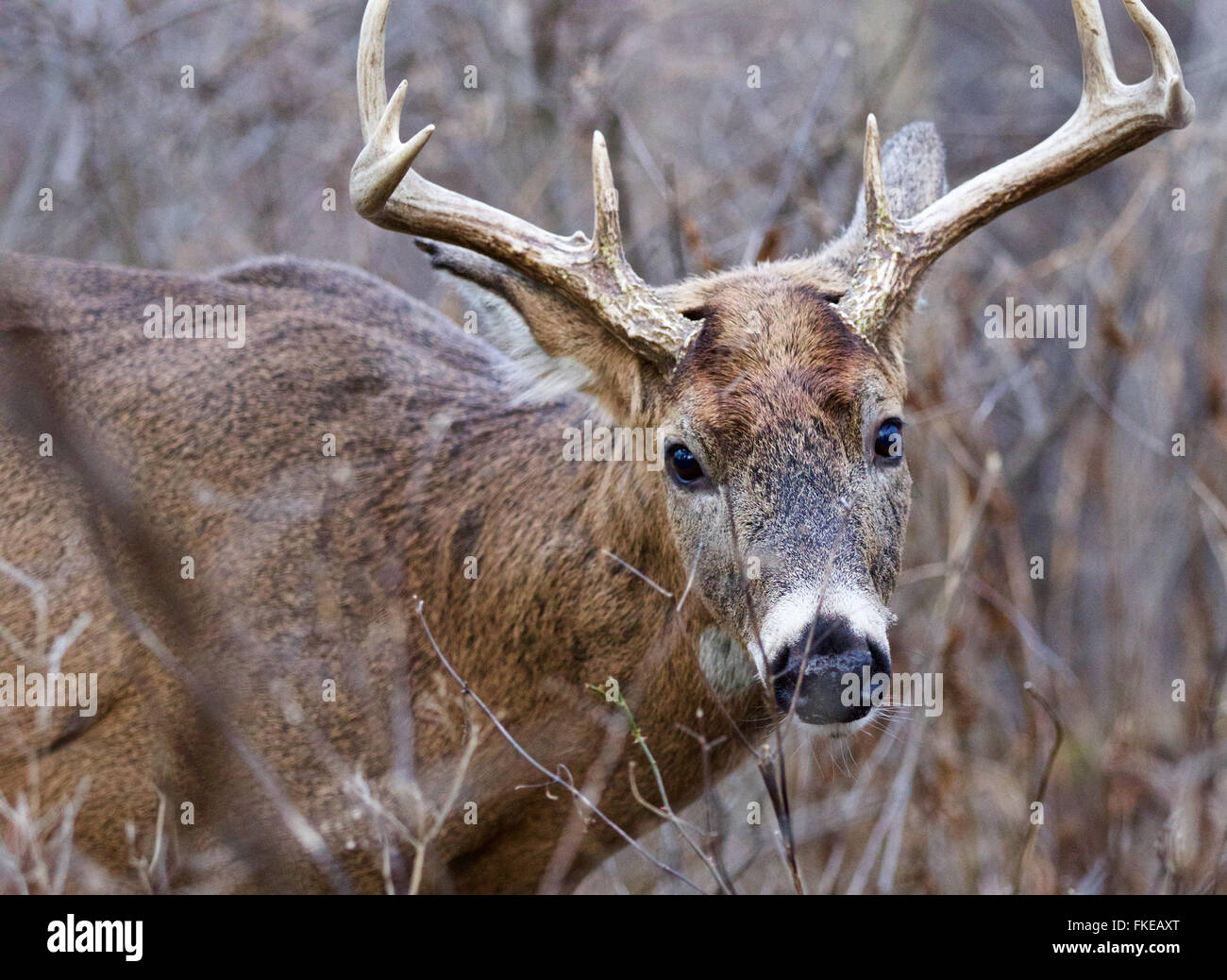 Male horns hi-res stock photography and images - Alamy