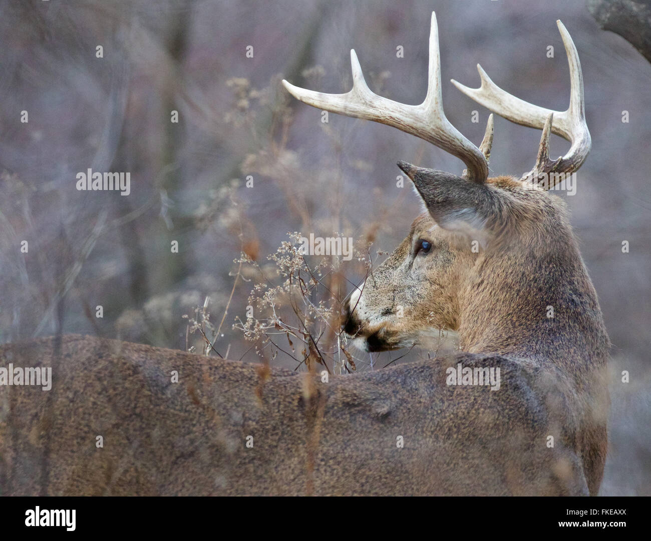 Photo of the male strong deer with horns looking back Stock Photo - Alamy