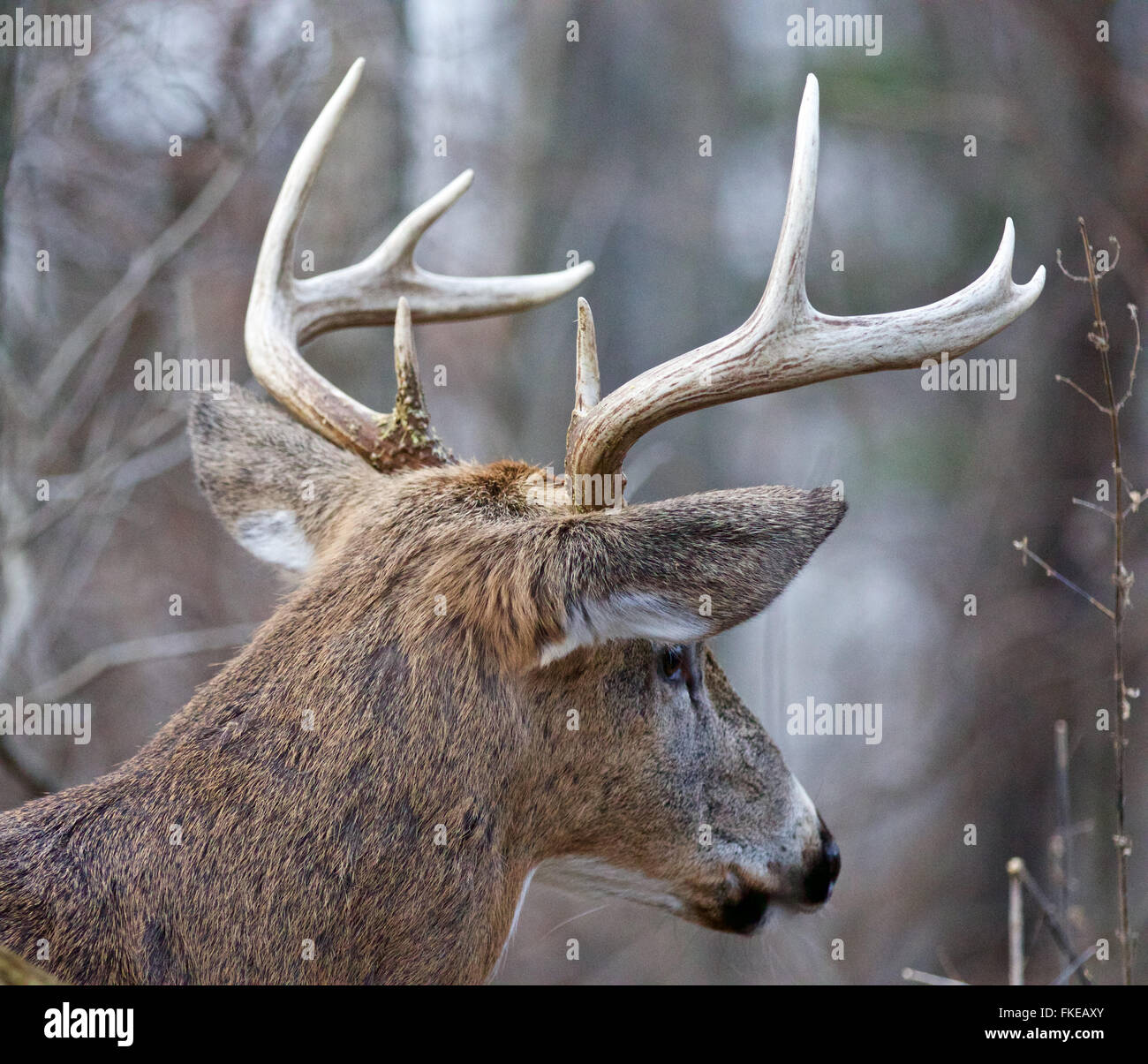 Image horns hi-res stock photography and images - Alamy