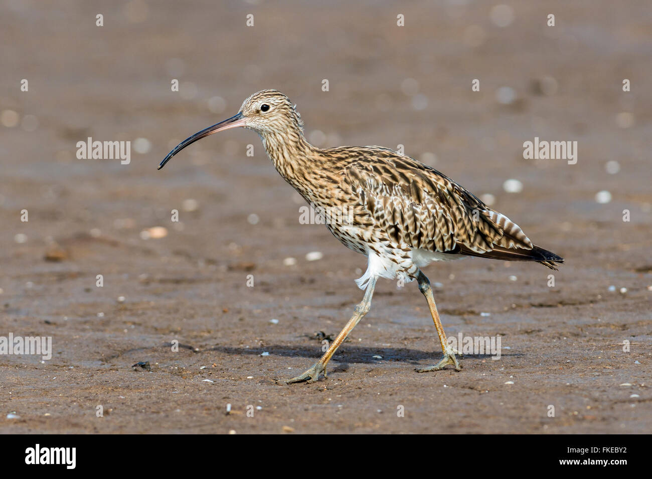 Curlew profile hi-res stock photography and images - Alamy