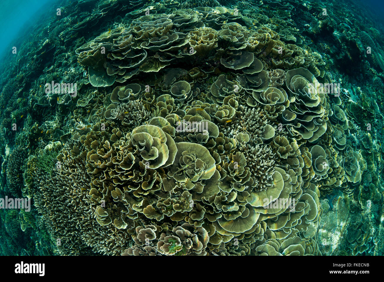 Cabbage coral hi-res stock photography and images - Alamy
